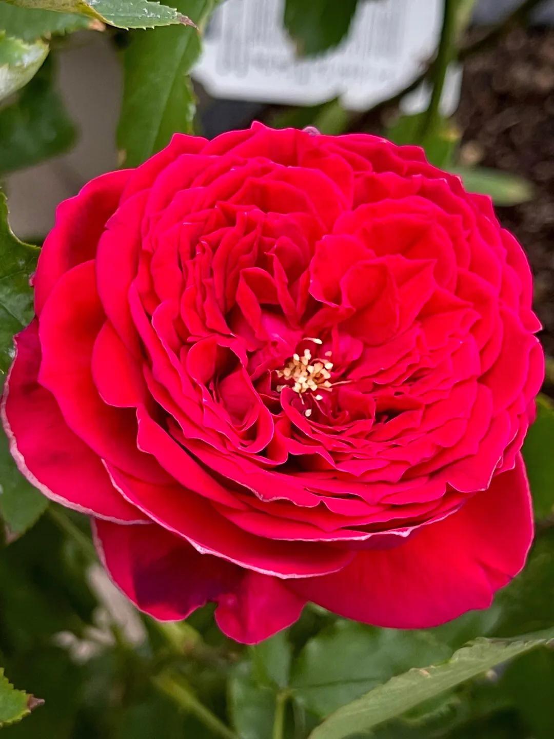 Beautiful Tess Rose - iNEWS