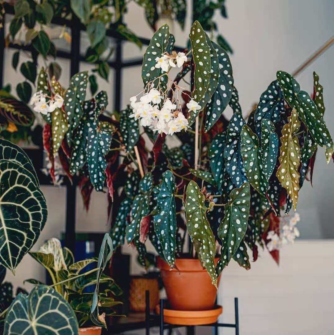 6 kinds of noble flowers, the leaves are so beautiful, when you put ...