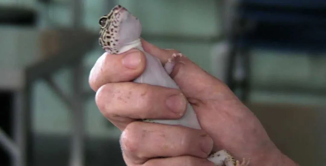 "Newcomer Xiang"Reptile lock technique when necessary - iNEWS