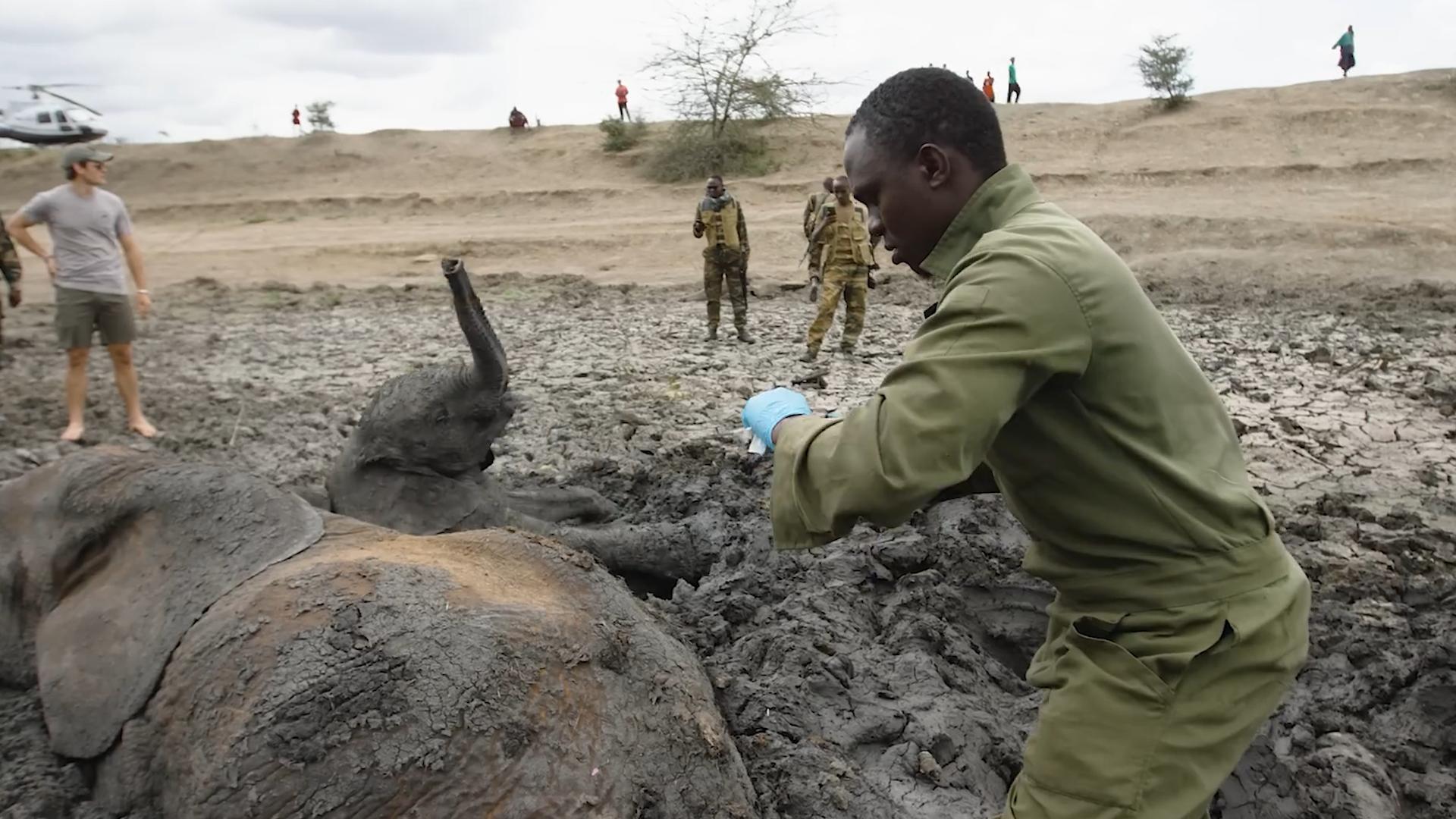 The elephant fell into the quagmire, the baby elephant accompanies its ...