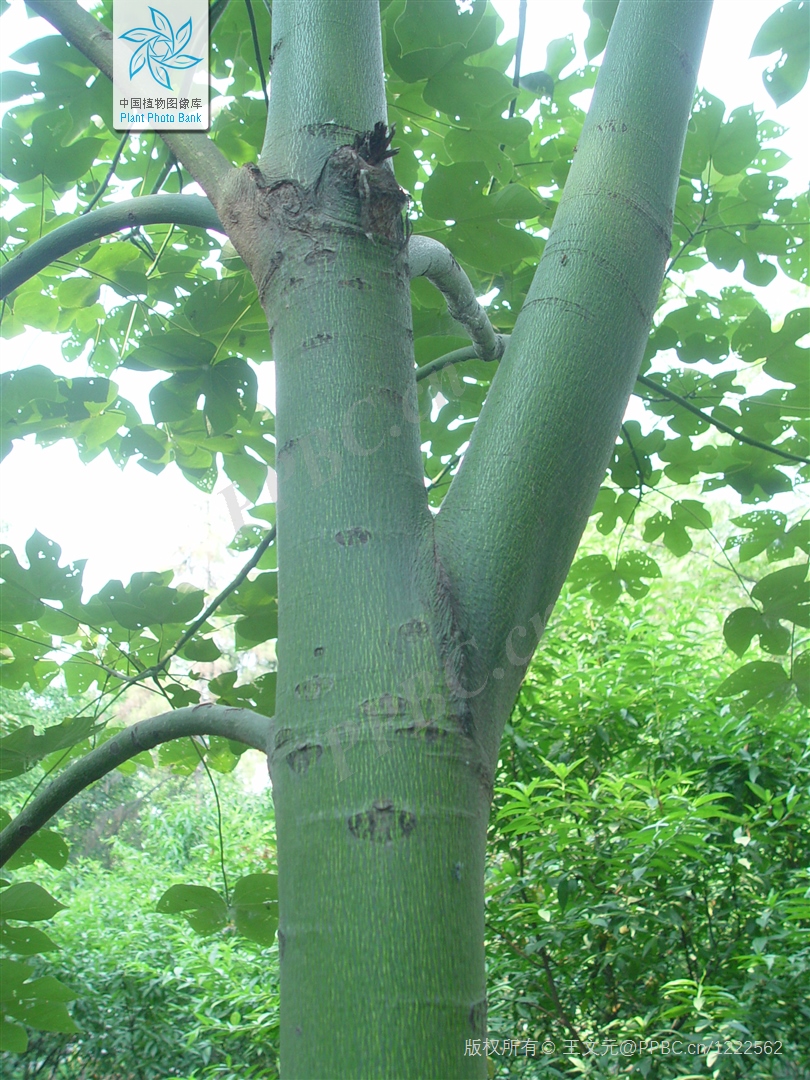 What is the difference between sycamore, French sycamore, colorful ...