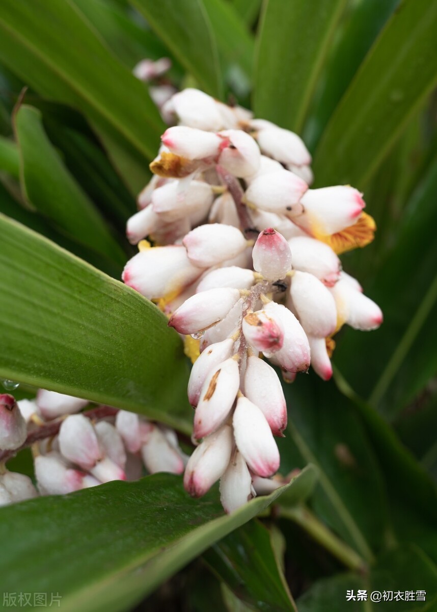 Six Poems of Pure Cardamom Flowers: At the beginning of February ...