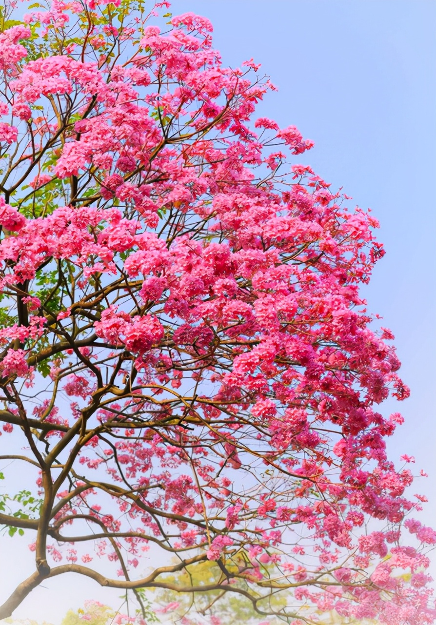 The cherry blossom season in Malaysia is here - iNEWS