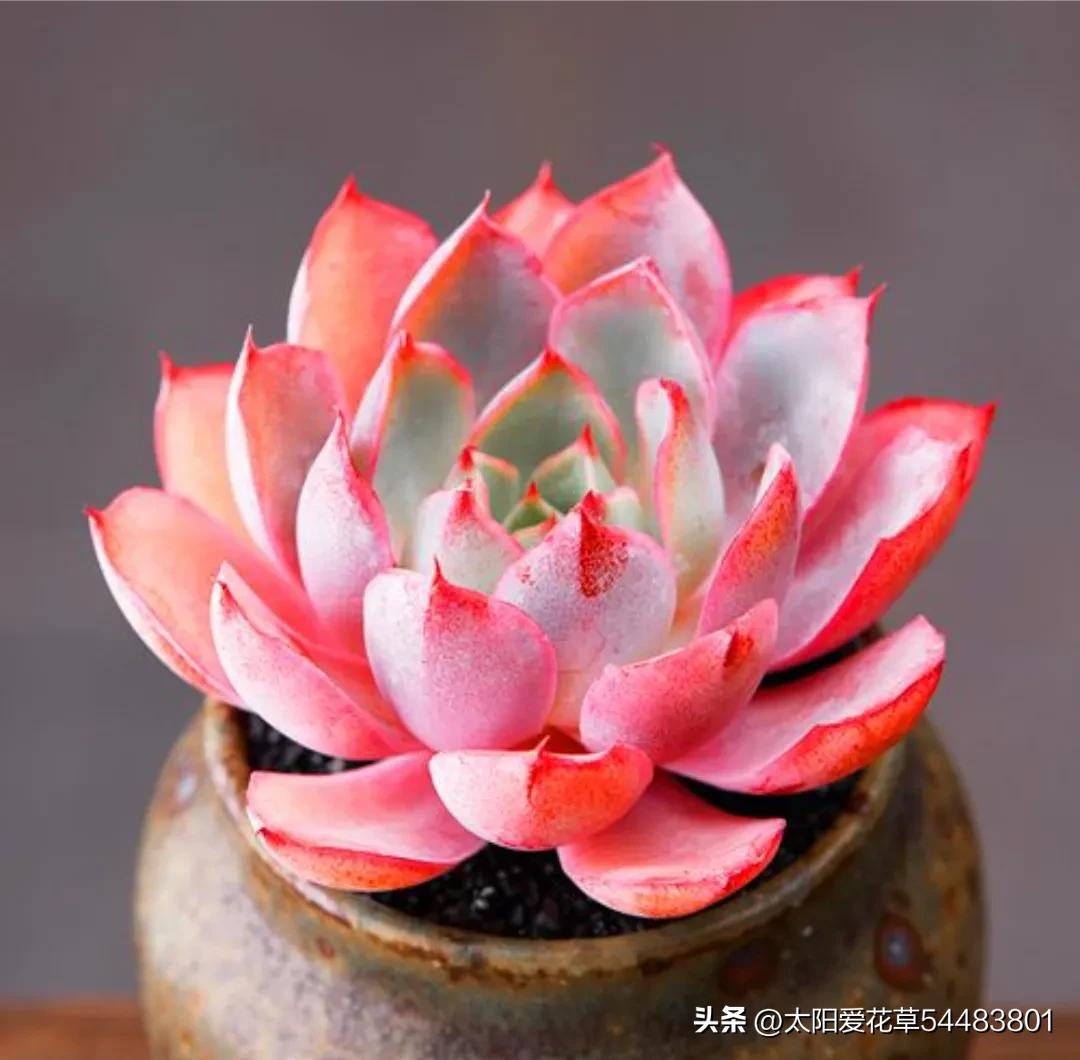 I like the succulent Baifeng and Guanghan Palace very much. The skin is ...