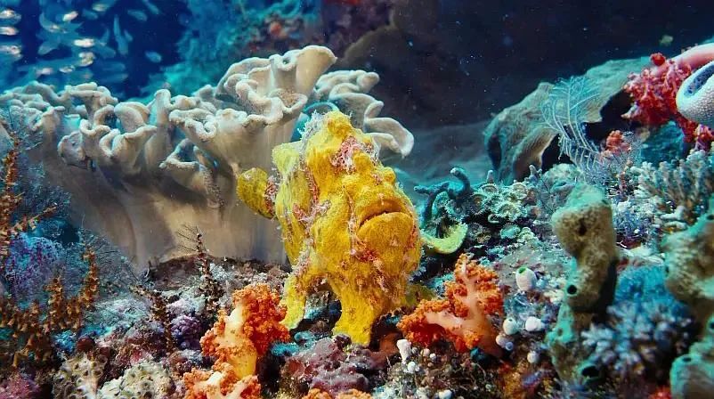 Send you a huge "fish tank" - watch the IMAX documentary "Underwater ...