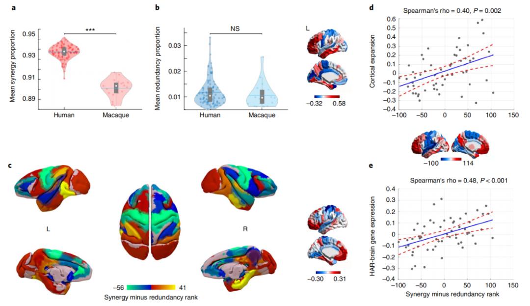 Why are humans so smart?Because the human brain is better at ...