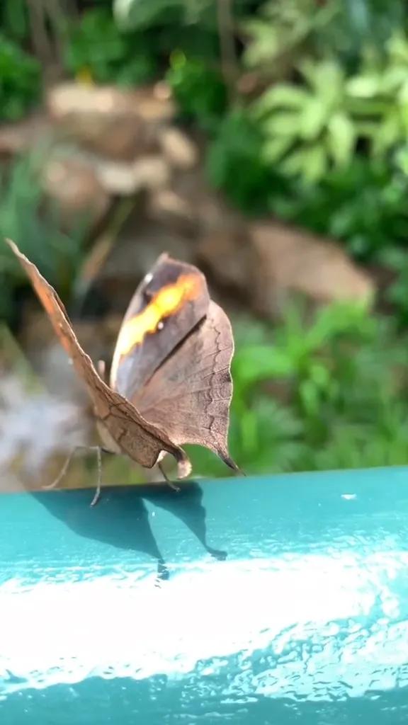It is said that when a butterfly flaps its wings, there will be huge ...
