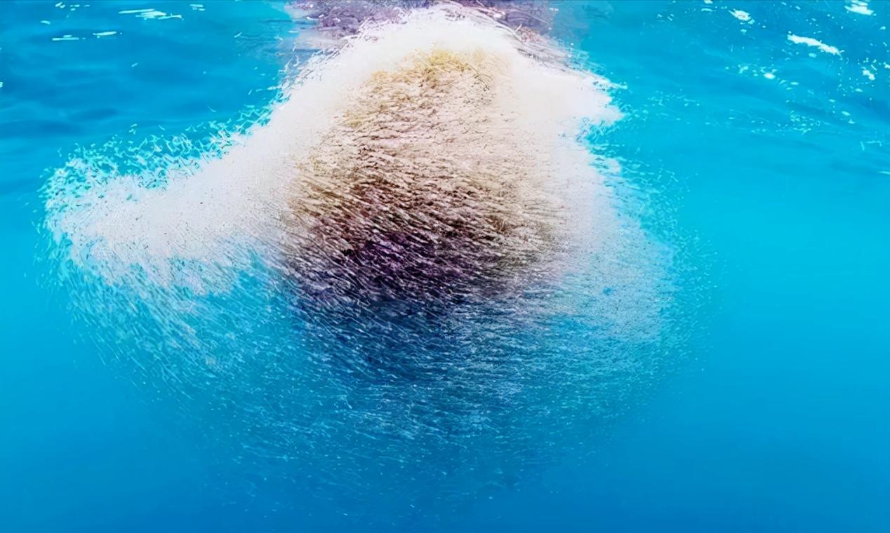 One billion tons of Antarctic krill live in Antarctica. Why is China ...