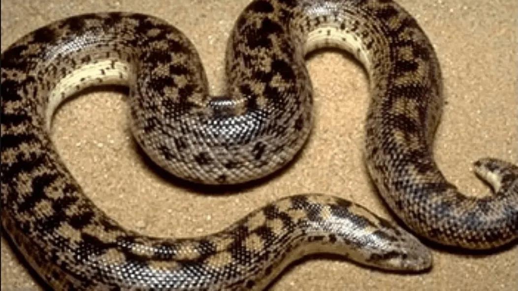 How much do you know about snakes living in Xinjiang? - iMedia