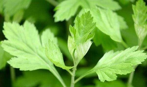 There are so many types of wormwood - iNEWS