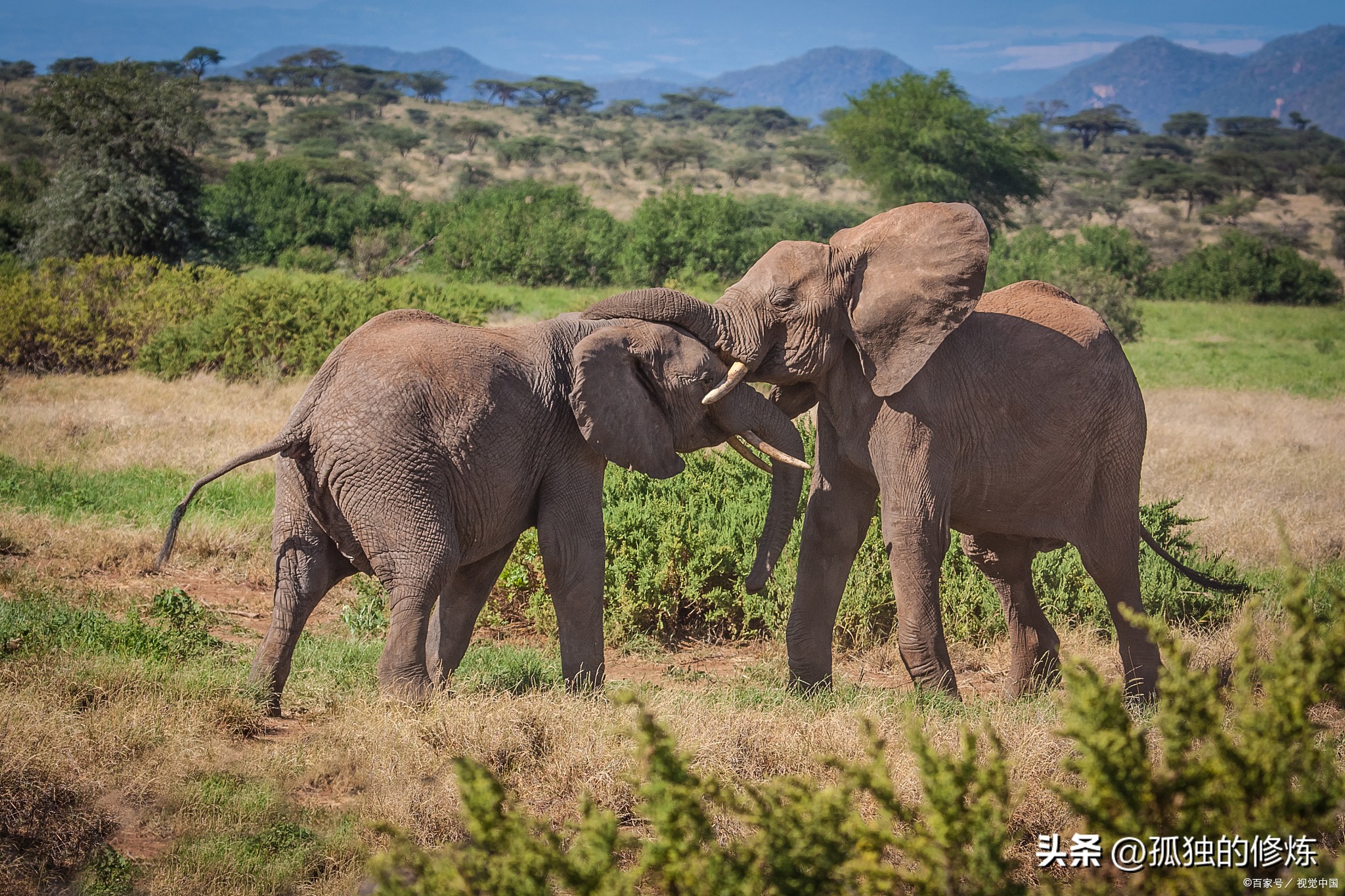 "Counter-Strike 1.6" review: a multiplayer online shooter with ...