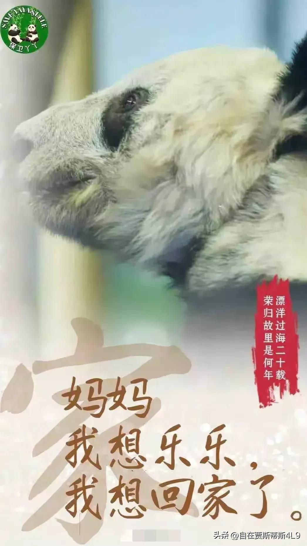 The case of the giant panda Fu Wan being splashed with water by three ...