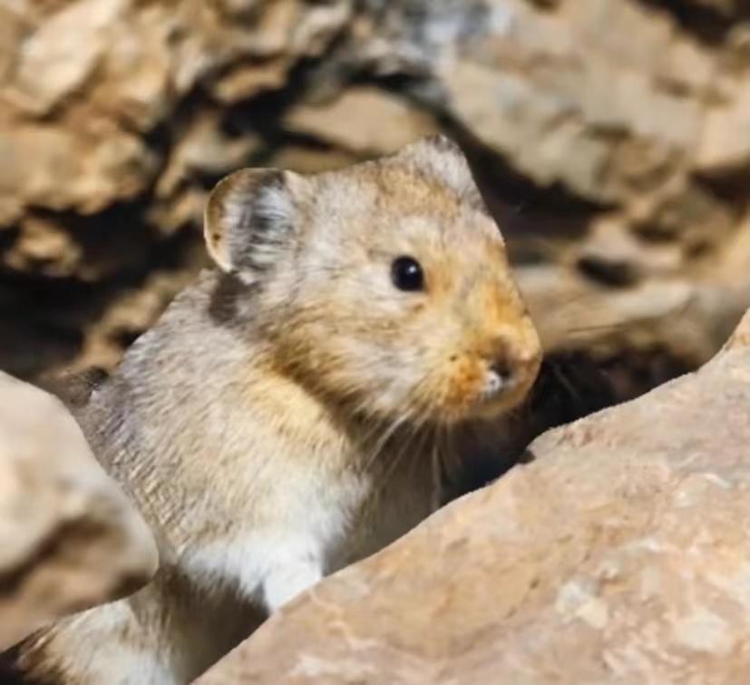 After 6 years, the Helan Mountain pika, a critically endangered species ...