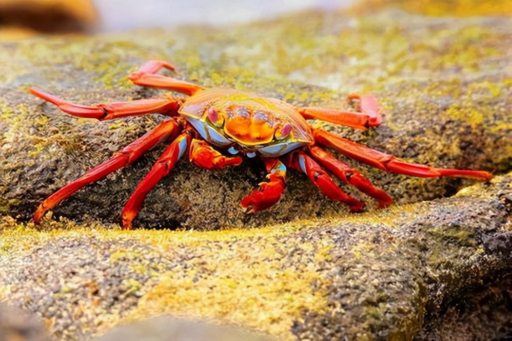 The pua master of the animal kingdom can transform male crabs into ...