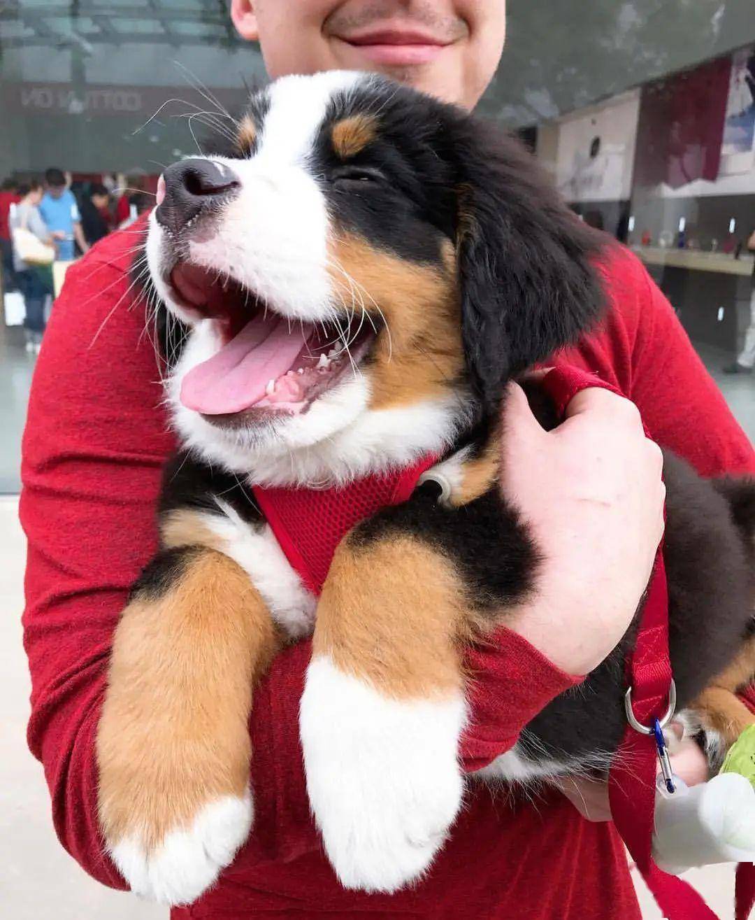 It is recommended that you keep these 6 kinds of dogs, which have a ...