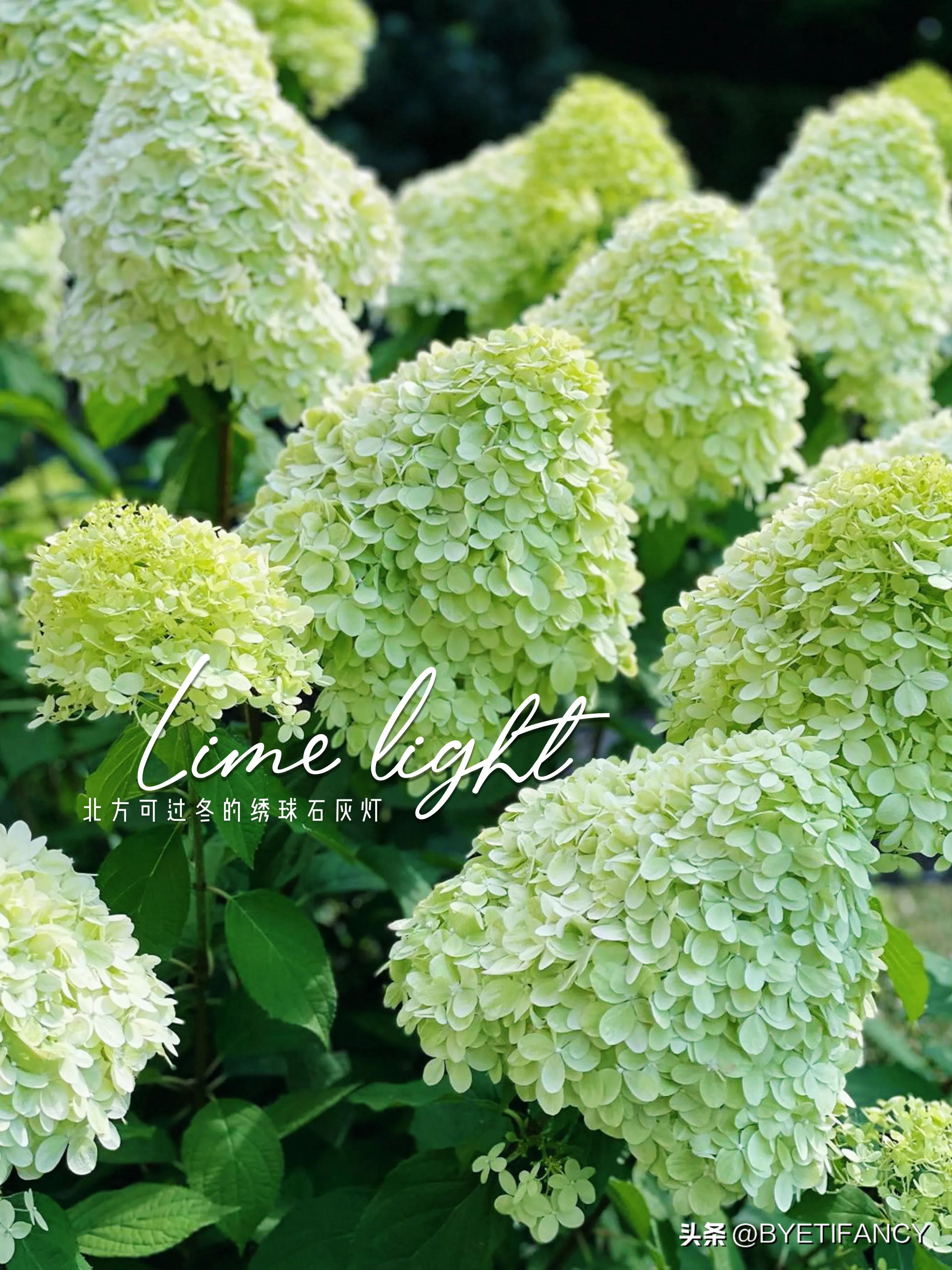 Hydrangea lime lamps that can survive the winter in the north - iNEWS