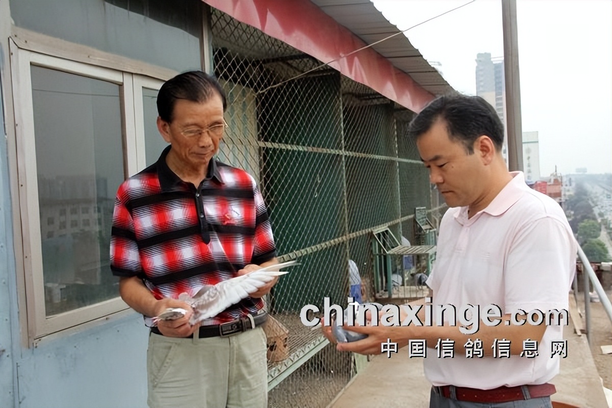 Veteran in Shaanxi pigeon sport: Diaoyu Island Sao Paulo-Zhang Zhiming ...
