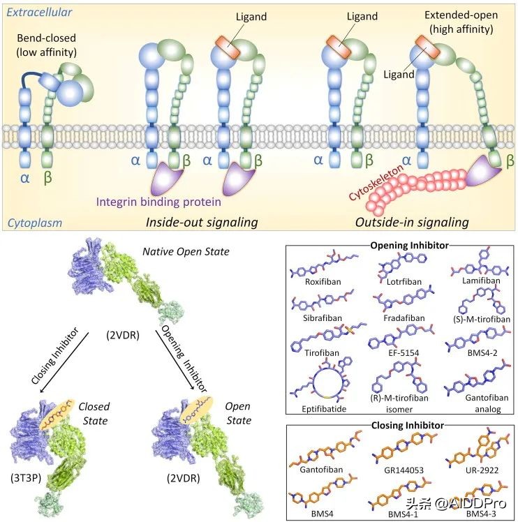 AlphaFold, Allosteric and Orthosteric Drug Discovery: The Way Forward ...