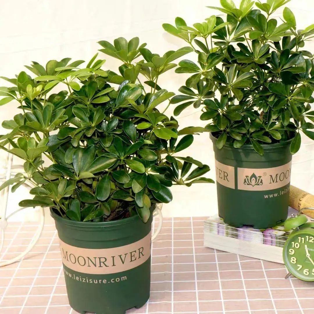 Duck palm grows slowly in summer, check 4 places quickly, and make sure ...