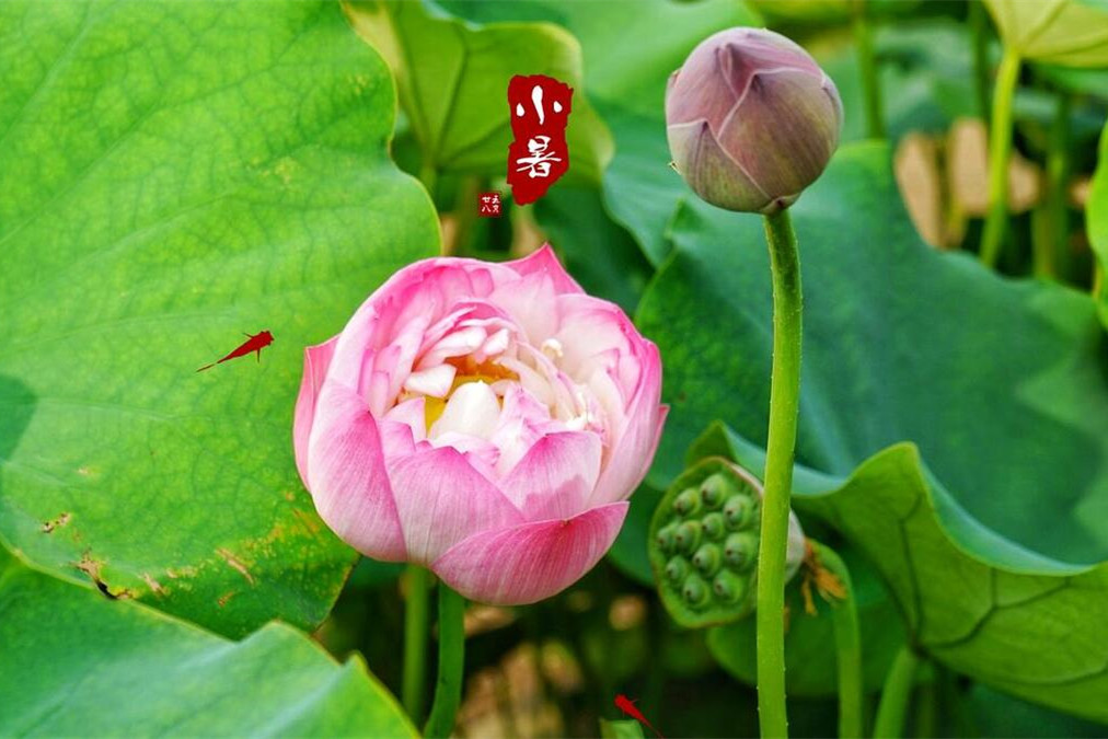 "Drink soup during the mild summer heat and you will not feel tired for ...
