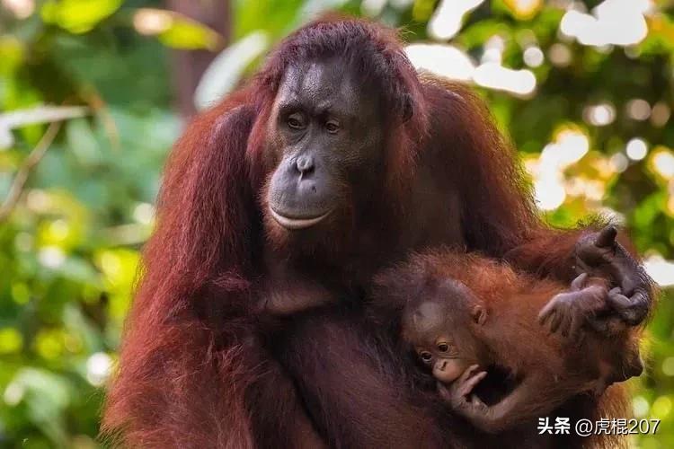 14 of the world's rarest endangered animals - iMedia
