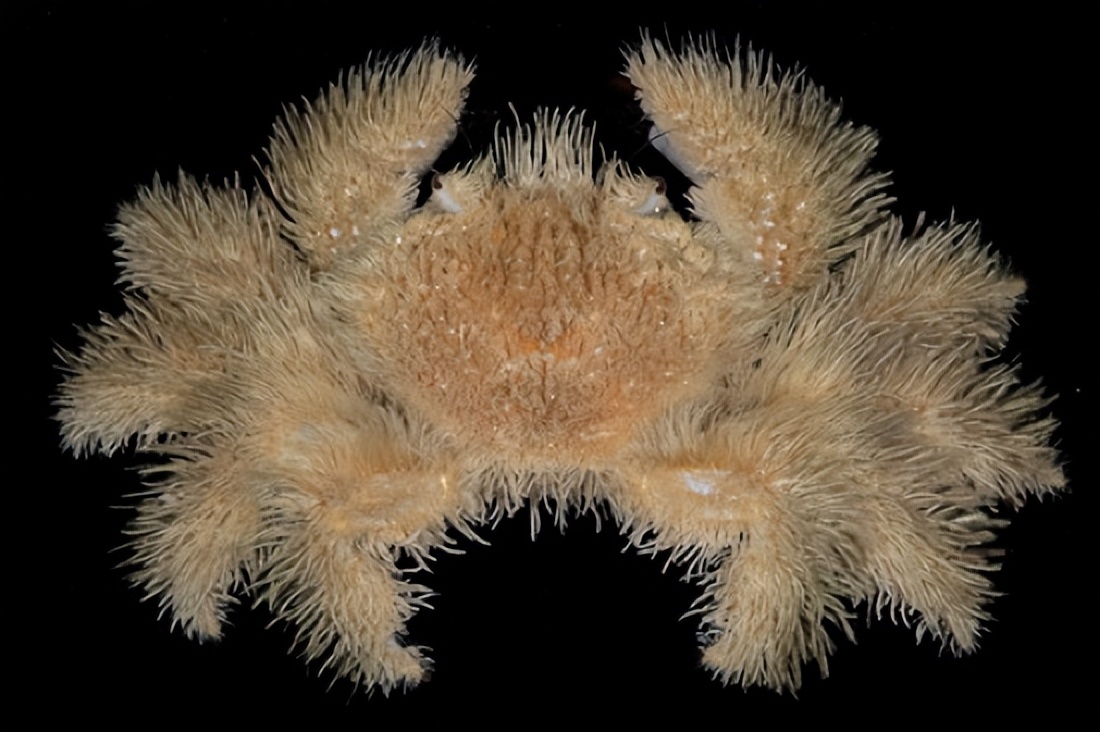 Newly Discovered Crustacean - Yeti Crab - iNEWS