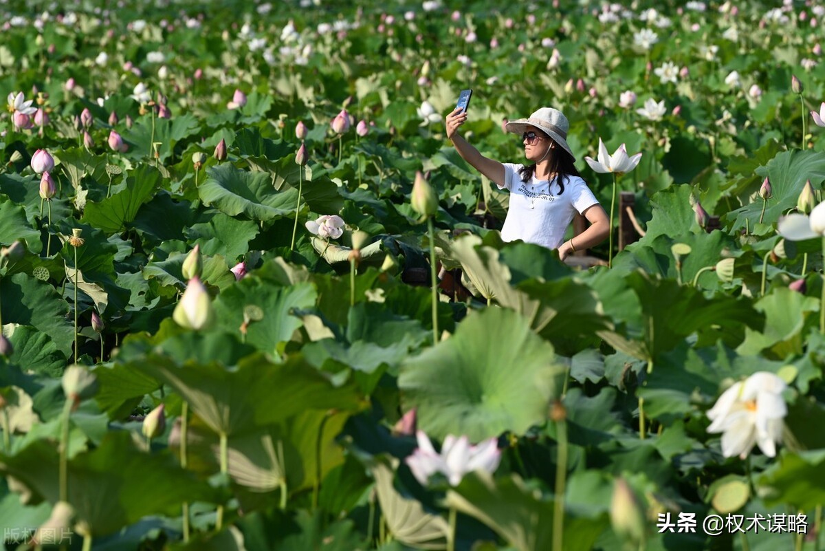 Poem "Picking Lotus" - Lao Liu - iNEWS