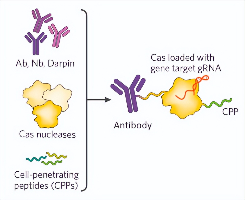 10th anniversary of CRISPR technology, four new tools have unlimited ...