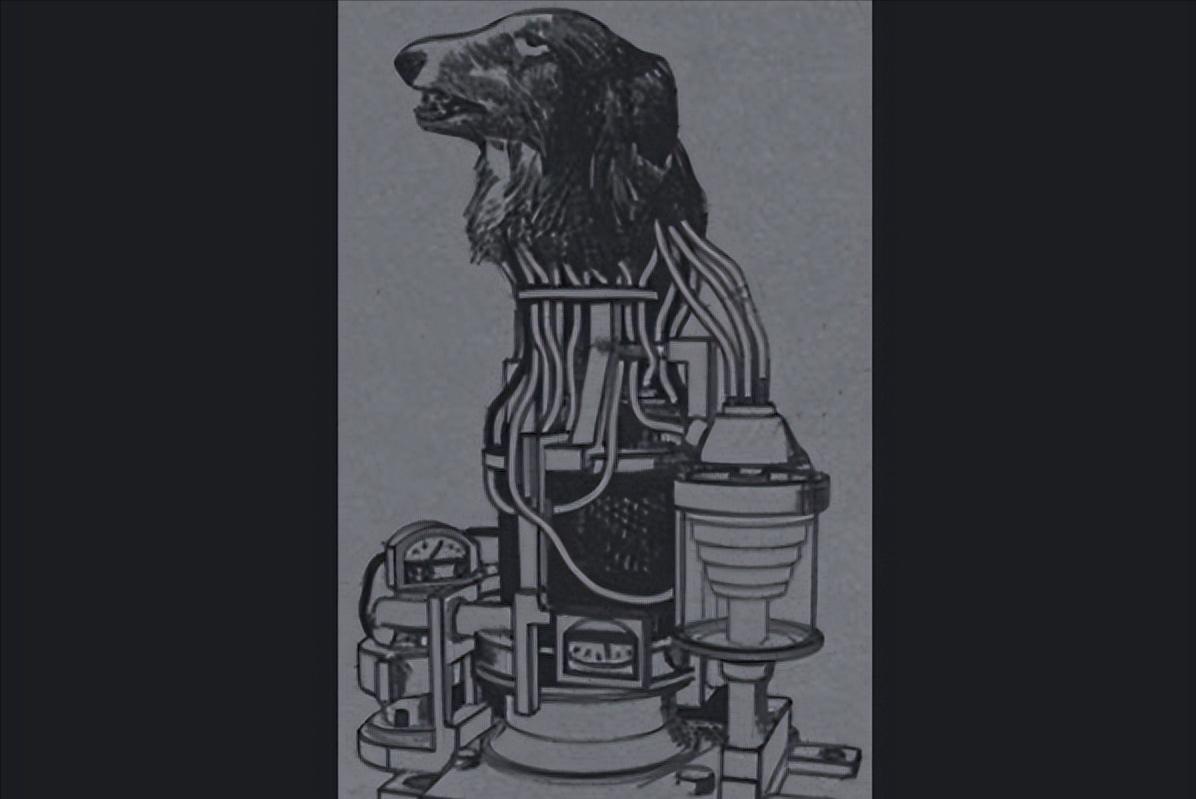 Cruel experiment done by the former Soviet Union!The "Double-Headed Dog ...