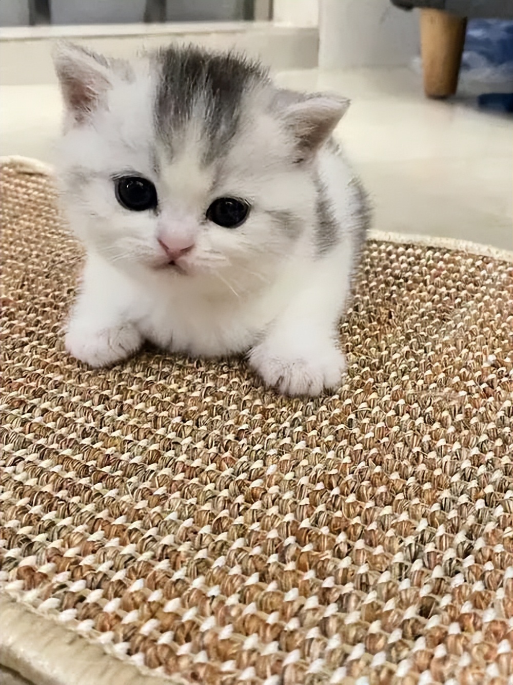 Want to raise a cat, but afraid of not doing well? Inventory of 6 ...