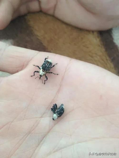 Insects are not smart, they will pretend to be dead when encountering ...