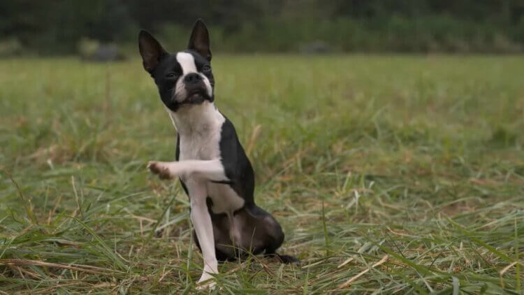 "Revenge Dogs": Watching how dogs fight back against unscrupulous ...