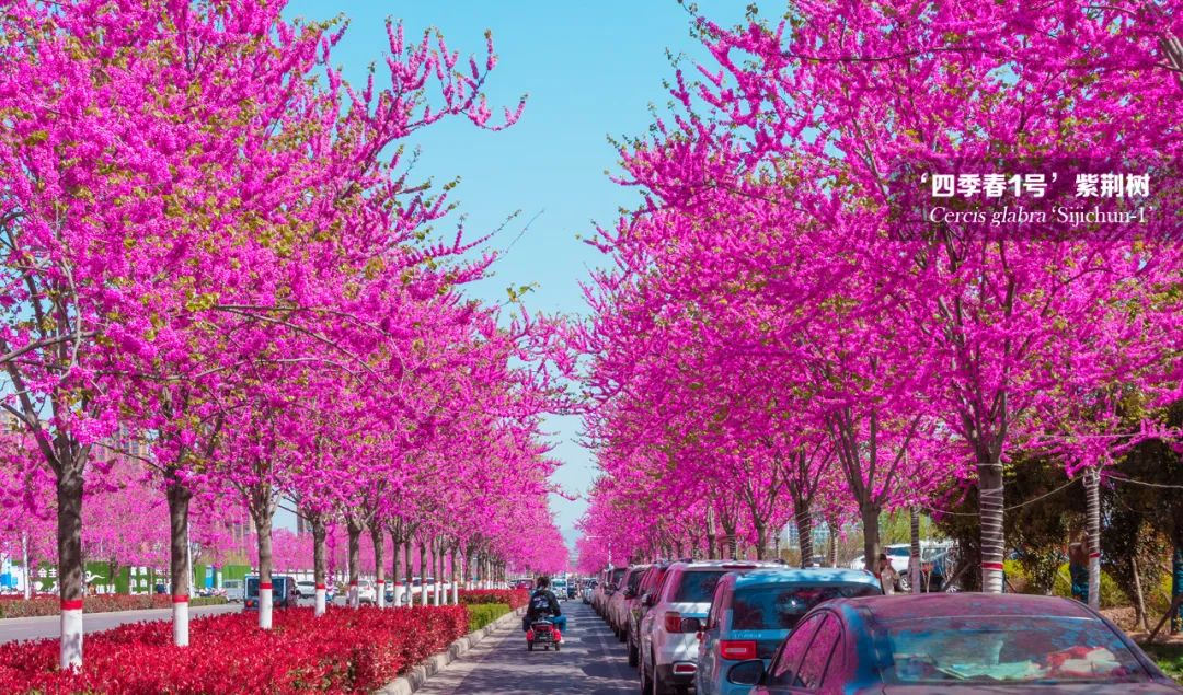 The 'Four Seasons Spring No. 1' Bauhinia tree that turned out - iNEWS