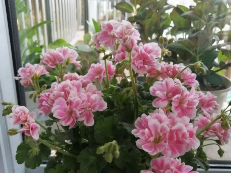 How does geranium develop an "artistic sense"? In addition to raising ...