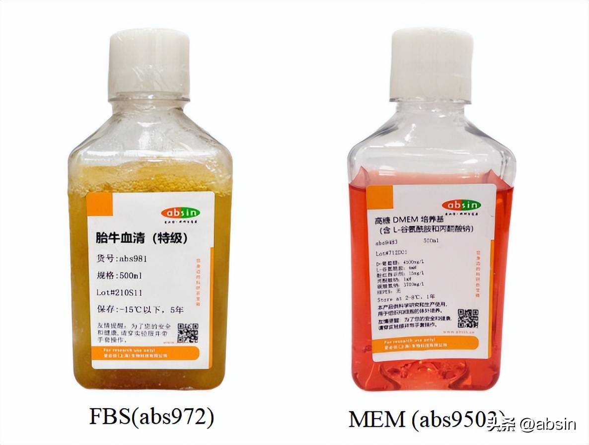 293T cell culture strategy - iNEWS
