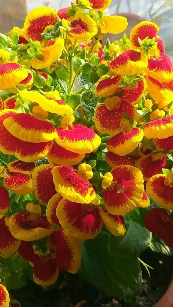 Pubao flower, also known as Yuanbao flower, has a peculiar shape and ...