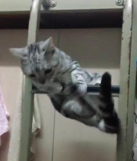 My classmate has a cat in the dormitory. The cat gets up and down on ...