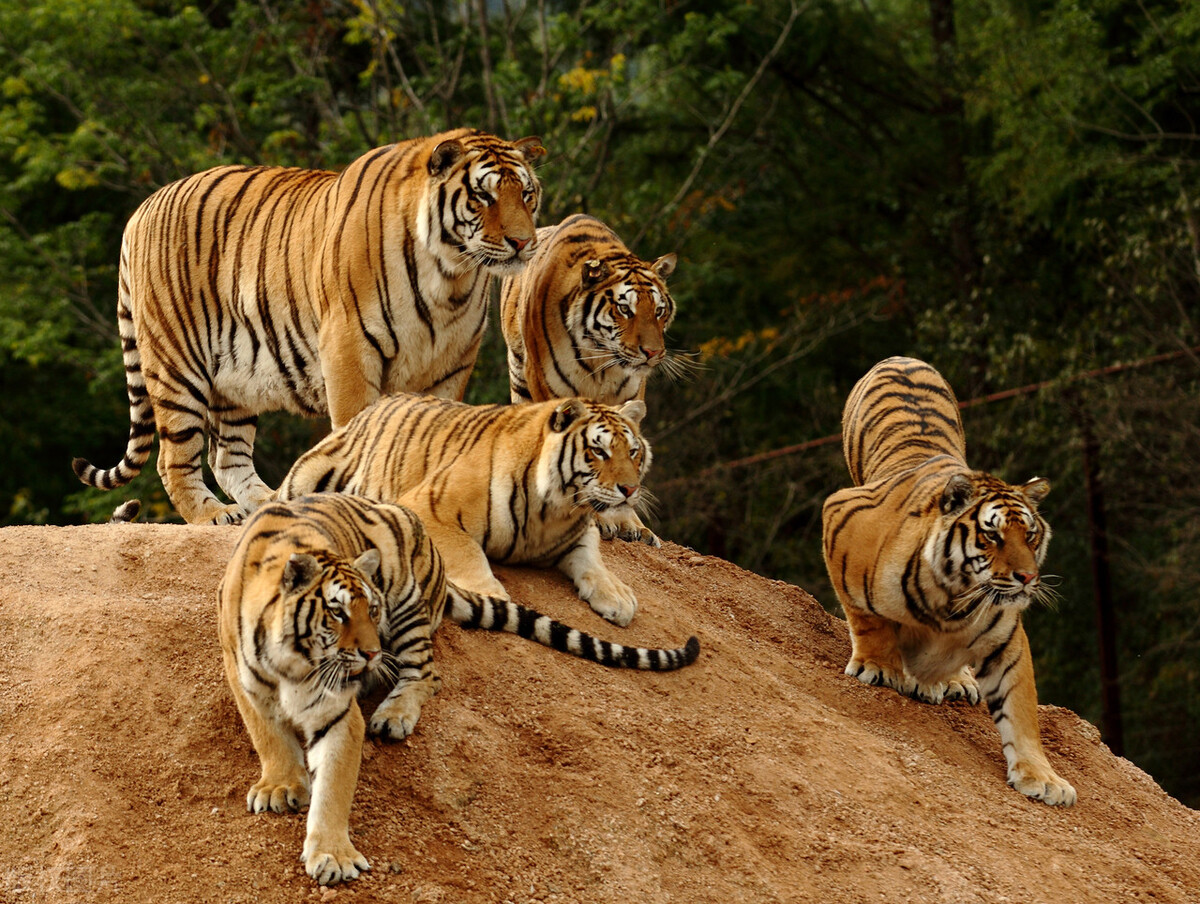 Talking about the Tiger in the Year of the Tiger/Liu Xingfu - iNEWS