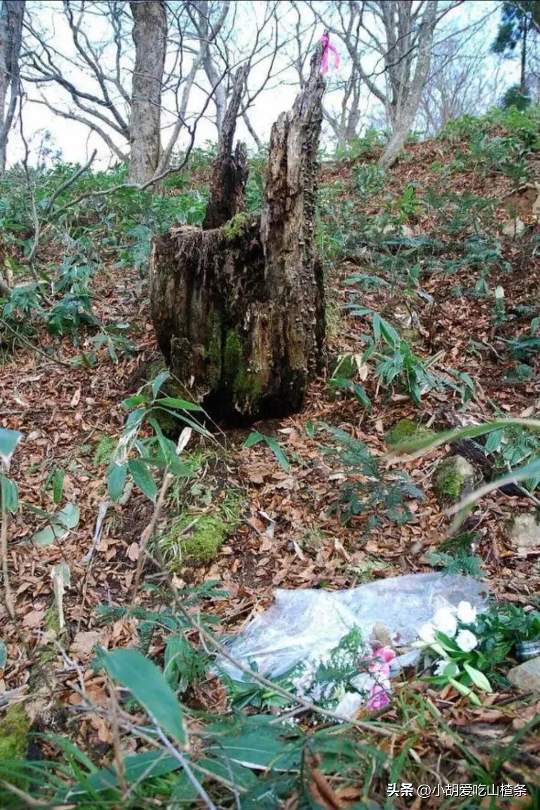 The mysterious disappearance of a Japanese schoolgirl: two days after ...