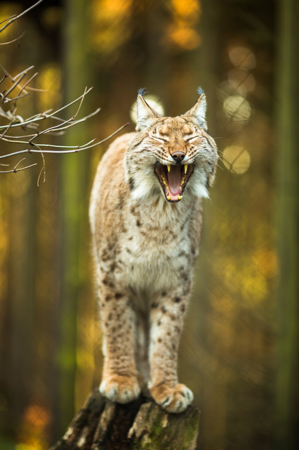 Terrestrial ferocious animals ranking 33: Lynx - iMedia