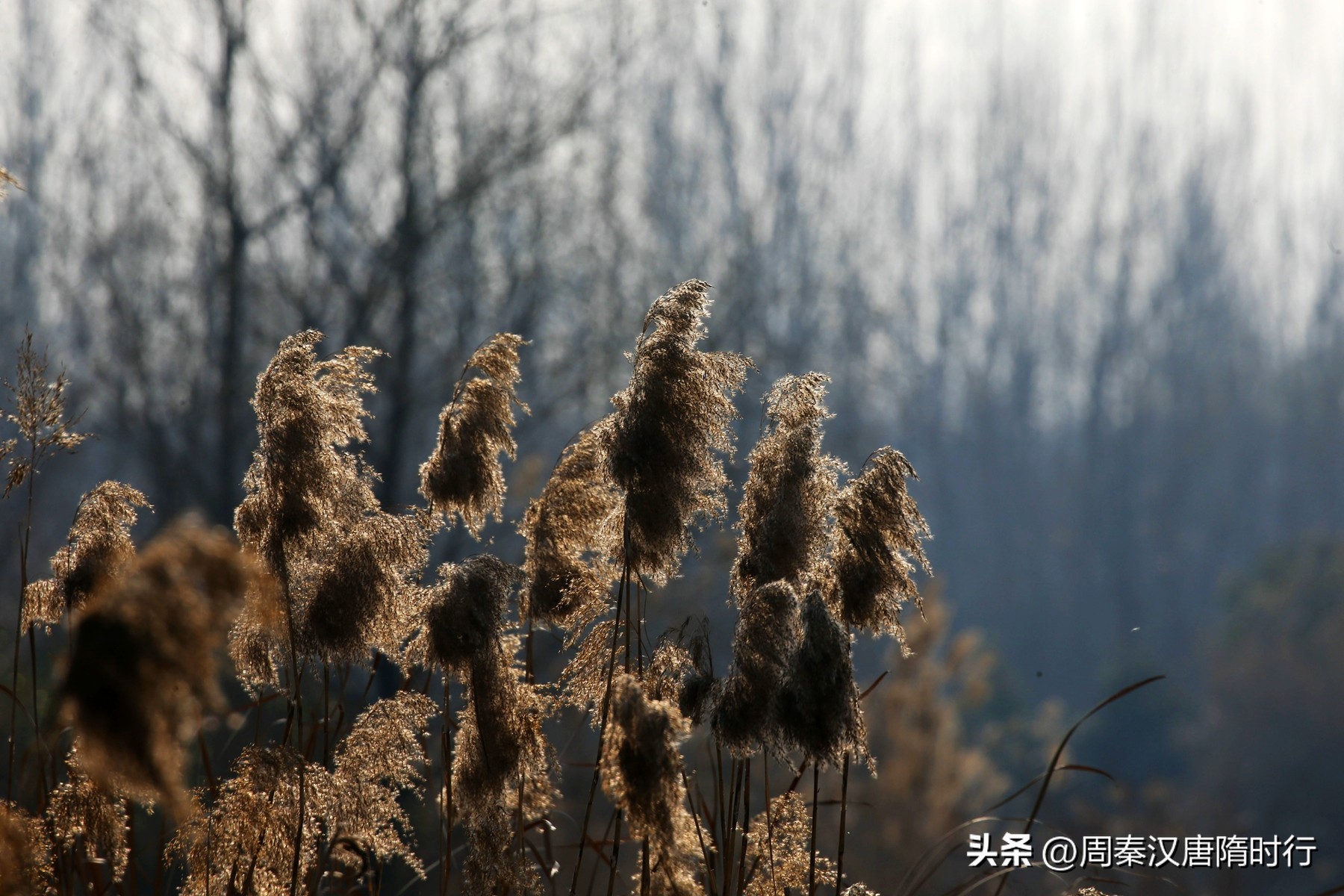 At the intersection of the flood and the Wei River: the reeds are green ...