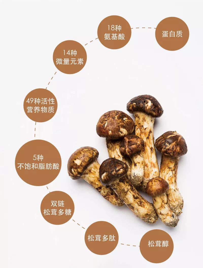 Mushroom chef Matsutake is fresh - natural umami from nature - iMedia