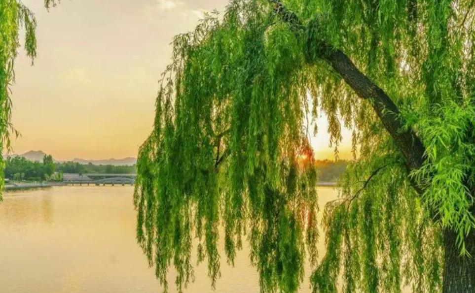 Exploring and analyzing the symbolic meaning of willow tree in Chinese ...