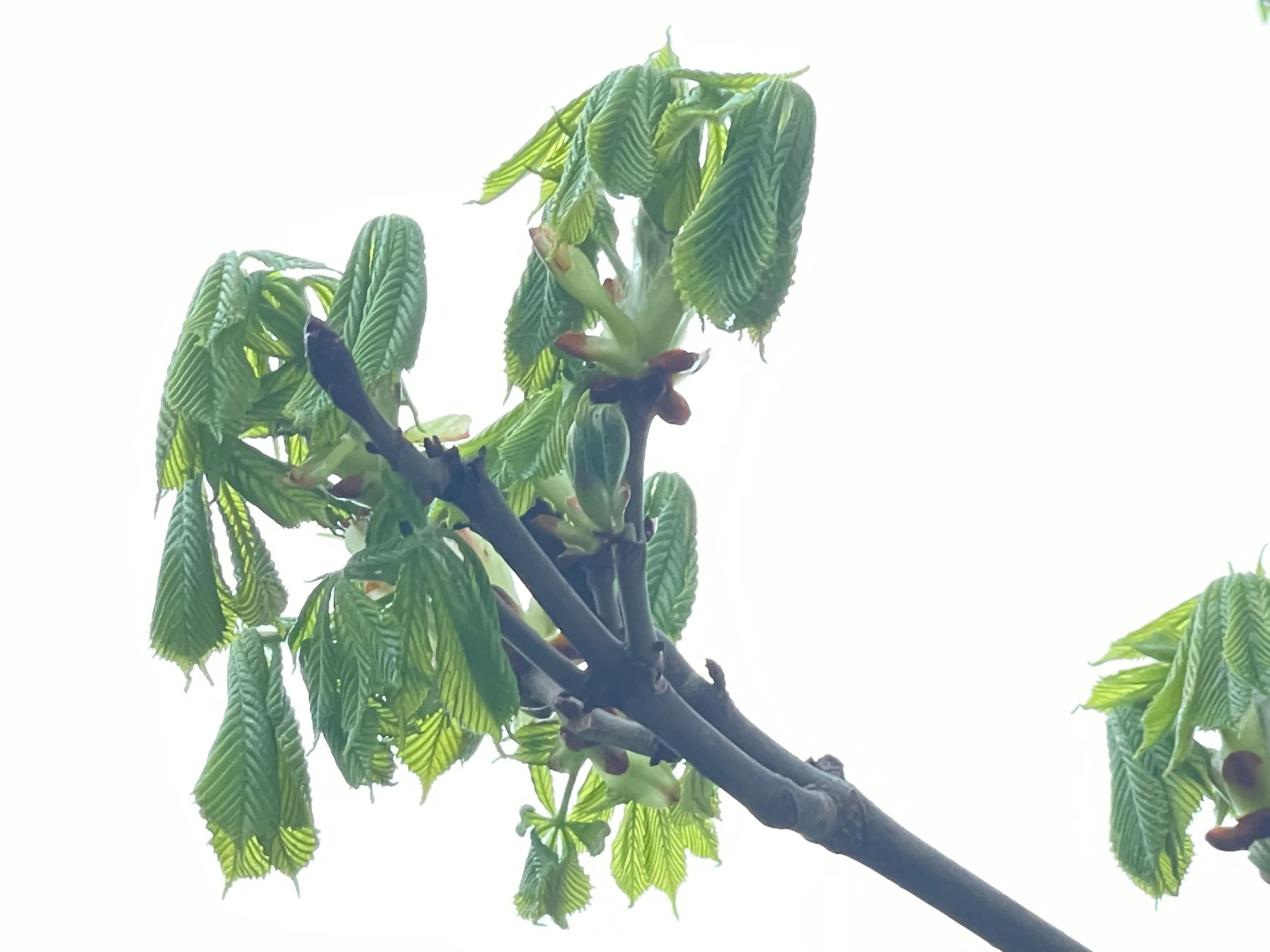 Horse Chestnut - I couldn't help but laugh when I saw its leaves for ...