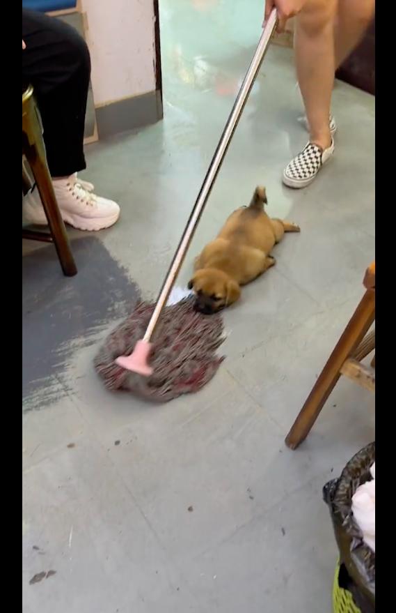 When the owner was mopping the floor, the dog bit the head of the mop ...