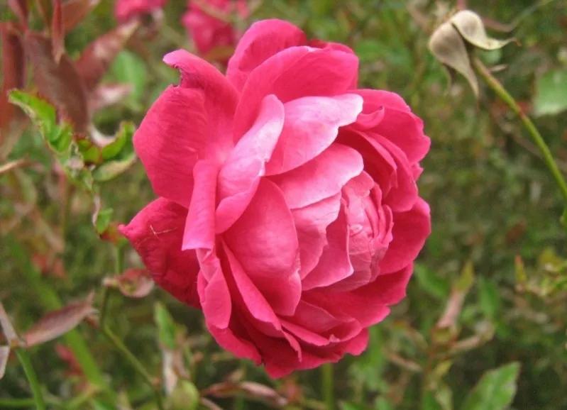 [Famous ancient Chinese rose] Yueyuehong (Old Crimson China) - iNEWS