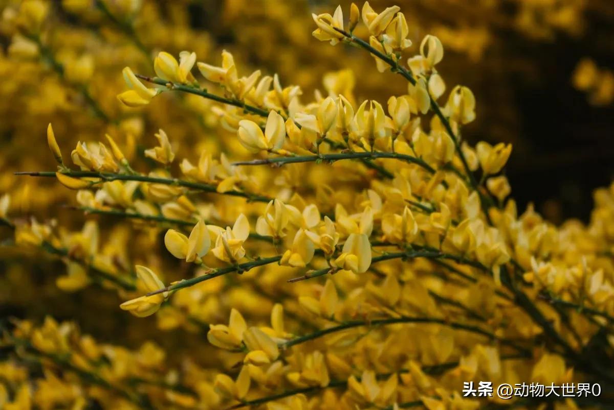 Ambiguous, enigmatic constellations, not showing their true colors ...