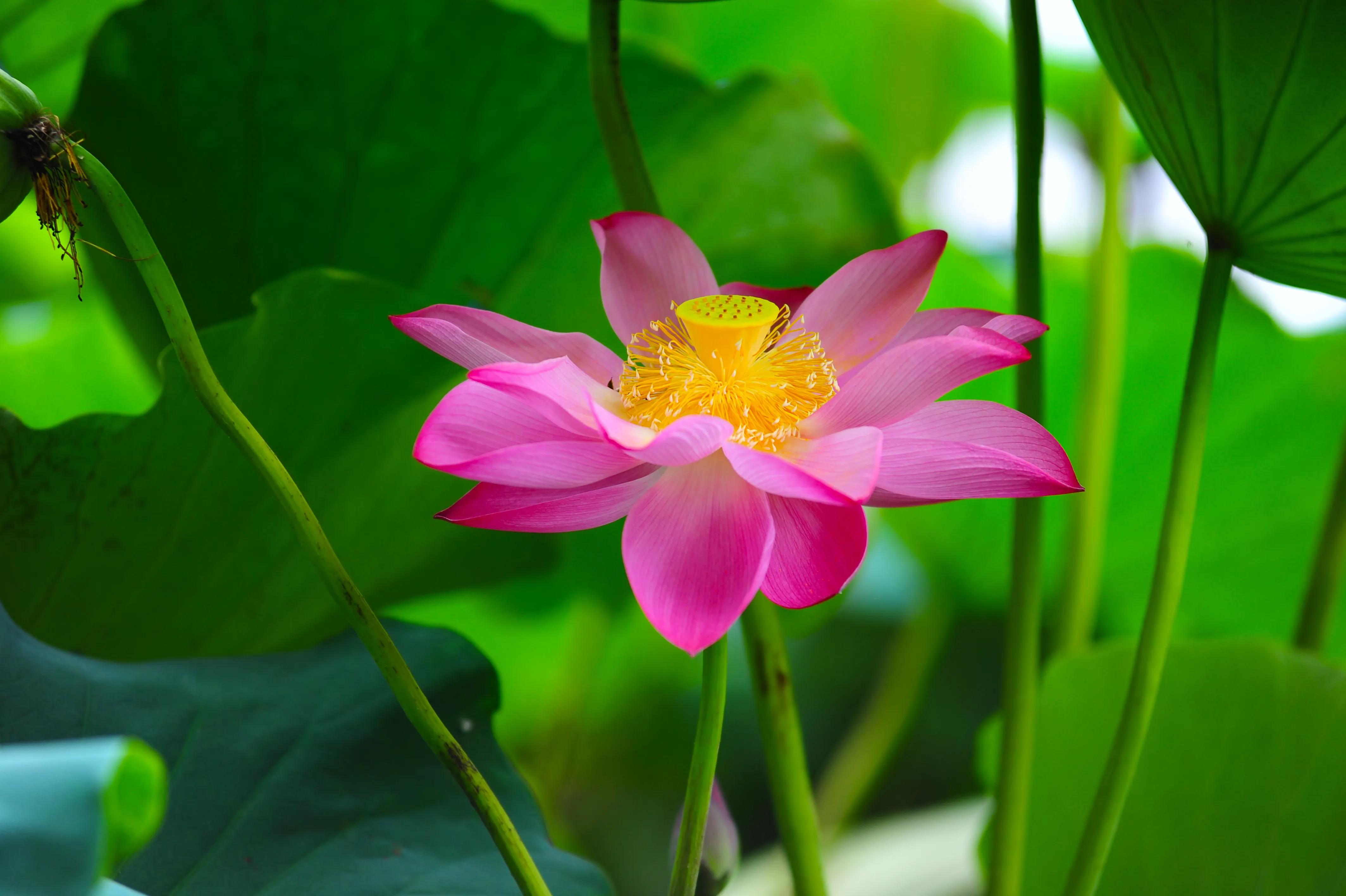 Shooting lotus flowers with a telephoto lens - iNEWS