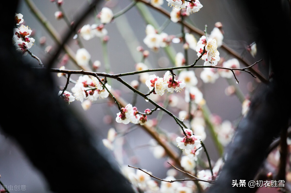 Five Poems of Plum Blossoms in Cold Spring - iNEWS