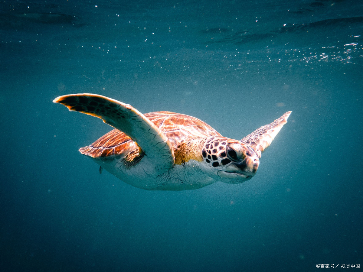 The most exciting time of the year is here! Ridge turtle nesting season ...